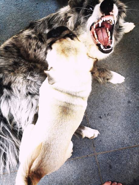 Free Stock Photo of Snarling pug | Download Free Images and Free ...