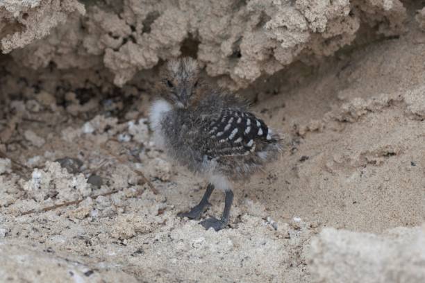 100 Sooty Tern Foto Foto Stok Potret And Gambar Bebas Royalti Istock
