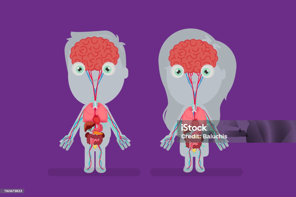 Ilustrasi Vektor Anatomi Tubuh Manusia Ilustrasi Stok Unduh Gambar Sekarang Anatomi Biologi