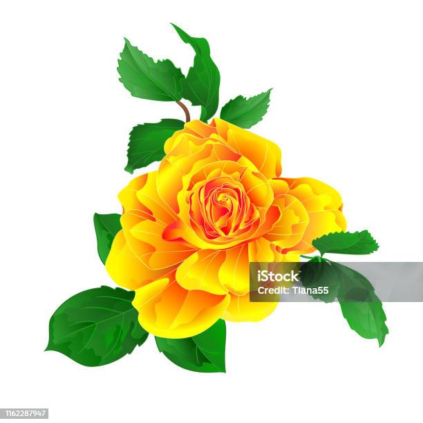 Fleur De Tige Rose Jaune Et Laisse Le Millésime Daquarelle Sur Un