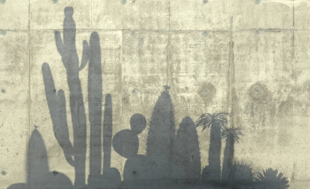 Free Stock Photo of Cactus shadow | Download Free Images and Free ...