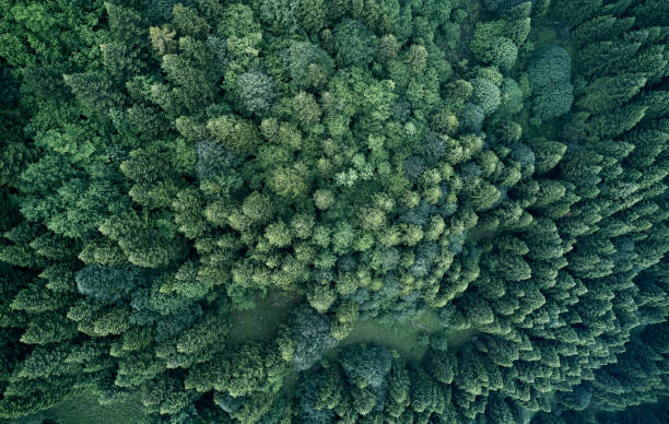 30k+ Drone Forest Pictures | Download Free Images on Unsplash
