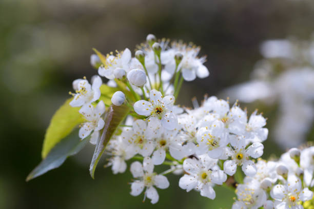 Free Stock Photo of Flowers of the Pin Cherry Tree | Download Free ...