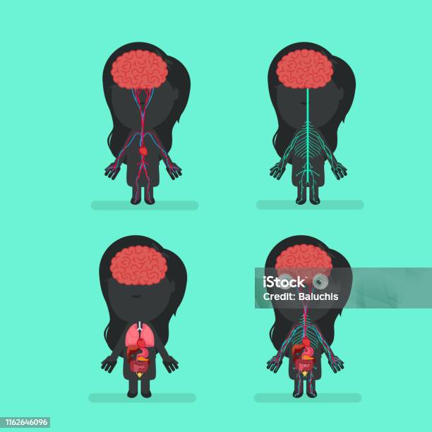 Ilustrasi Vektor Anatomi Tubuh Manusia Ilustrasi Stok Unduh Gambar