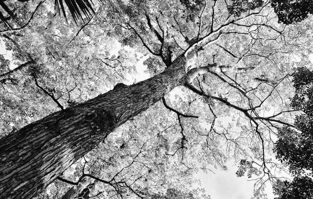 Free Stock Photo of Majestic Tree Standing Tall in Black and White ...