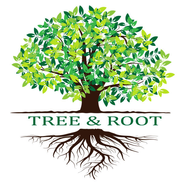 2,300+ Oak Tree Roots Stock Illustrations, Royalty-Free Vector Graphics ... 2,300+ Oak Tree Roots Stock Illustrations, Royalty-Free Vector Graphics ...