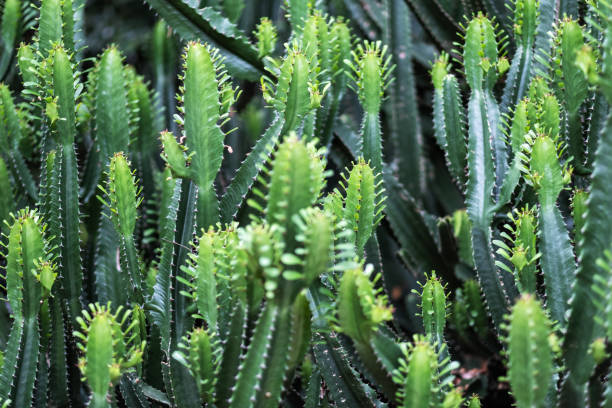 Free picture: African milk tree (Euphorbia trigona) dark green cactus ...