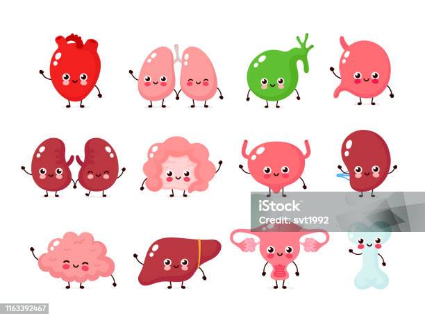 Lucu Bahagia Manusia Sehat Organ Kuat Set Ilustrasi Stok Unduh Gambar