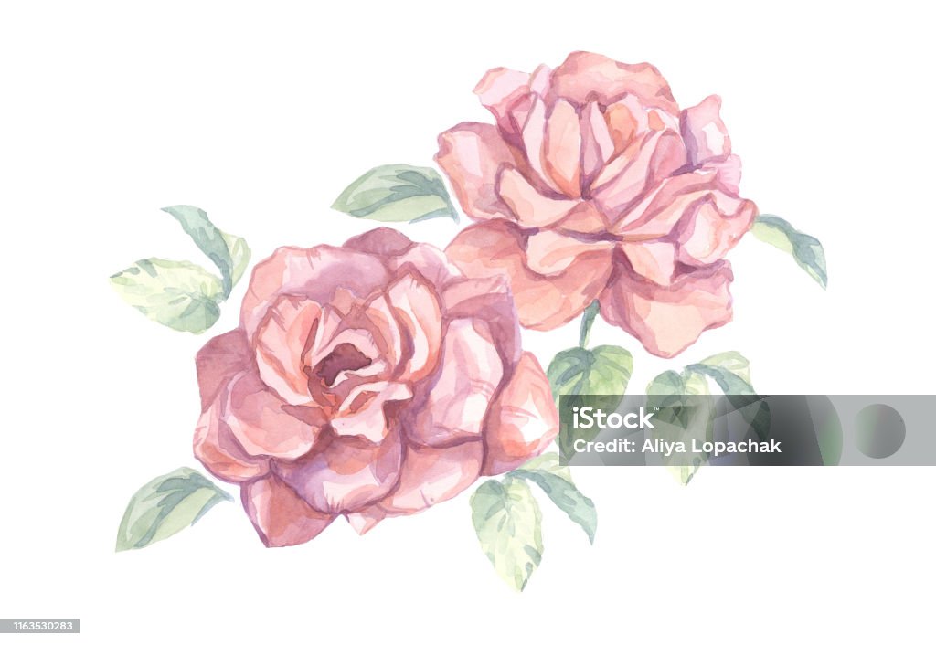 Dessin Dillustration Daquarelle De Pivoine De Fleur De Rose Vecteurs