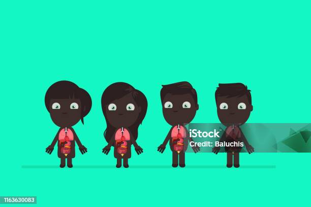 Human Body Anatomy Vector Illustration Stock Illustration Download