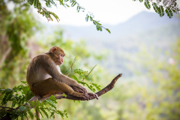 500+ Monkey In Tree Pictures [HD] | Download Free Images on Unsplash