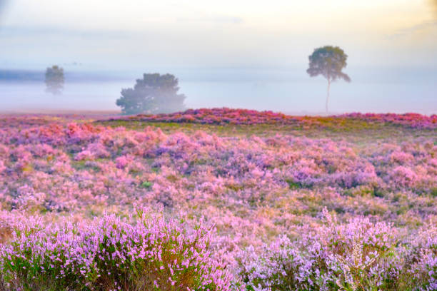 Heathland panorama and trees in Luneburg Heath – free photo on Barnimages