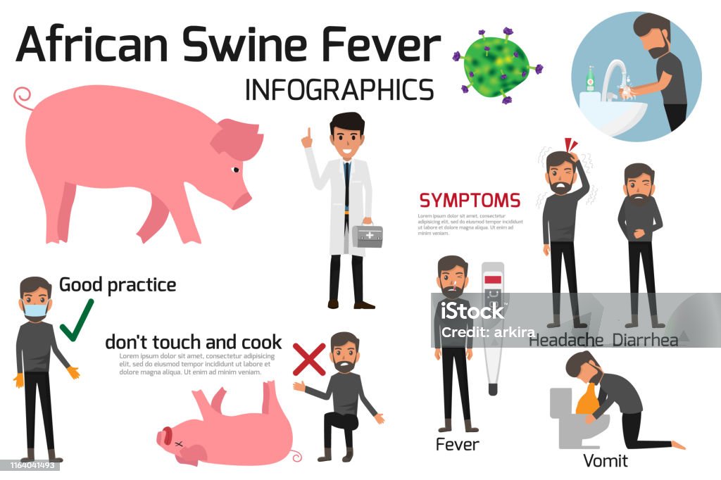 African Swine Fever Virus Infographics Elements Health And Care Vector