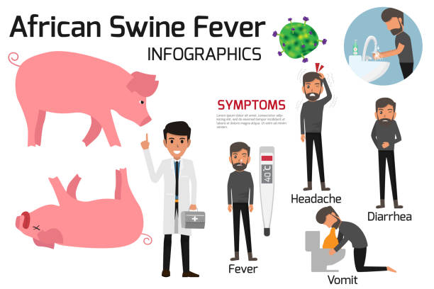 10 African Swine Fever Stock Illustrations Royalty Free Vector