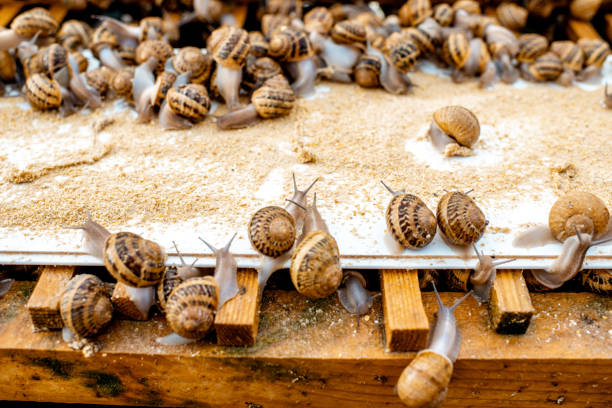 Snail Honeybees Birds - Free photo on Pixabay