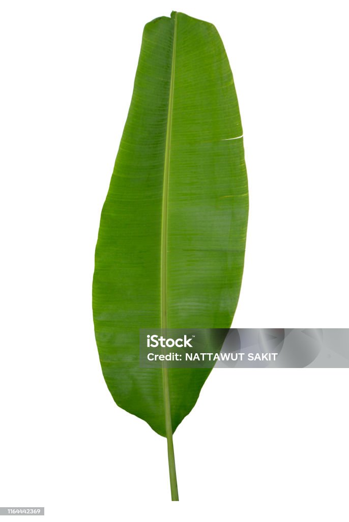 Daun Pisang Terisolasi Di Latar Belakang Putih Foto Stok Unduh Gambar