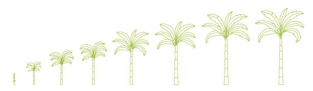 Set growth stages of palm tree. Growing plants. Period progression life ...