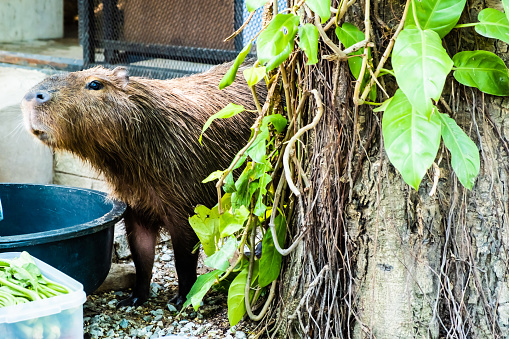 Capibara De Capibara Hydrochoerus Hydrochaeris Grootste Knaagdier Ter ... Capibara De Capibara Hydrochoerus Hydrochaeris Grootste Knaagdier Ter ...