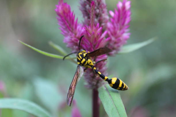 Free picture: yellow, jacket, flower