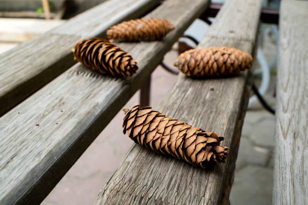 Free Stock Photo of Group of Pine Cones on Wooden Bench | Download Free ...