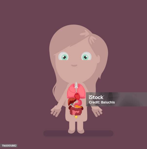 Ilustrasi Vektor Anatomi Tubuh Manusia Ilustrasi Stok Unduh Gambar