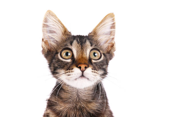 Cat Ears Pictures | Download Free Images on Unsplash
