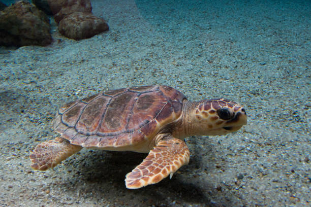 Free picture: loggerhead, sea, turtle, eggs, relocated, nesting, cavity