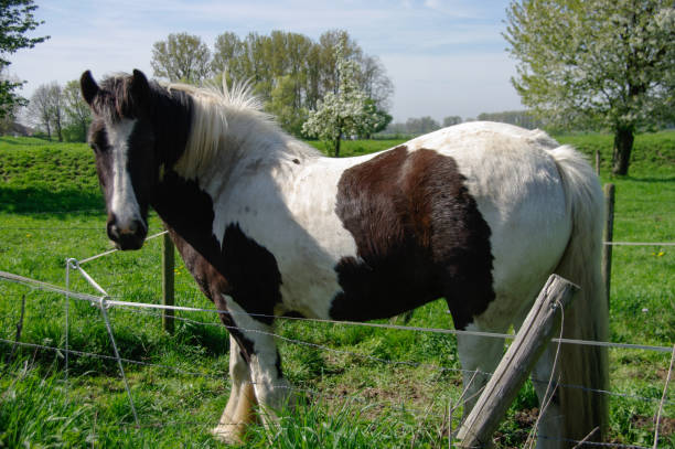 skewbald Premium Photos, Pictures and Images by Istock