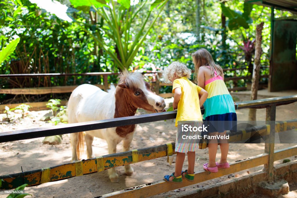 Child Riding Horse Kids Ride Pony Stock Photo - Download Image Now ... Child Riding Horse Kids Ride Pony Stock Photo - Download Image Now ...
