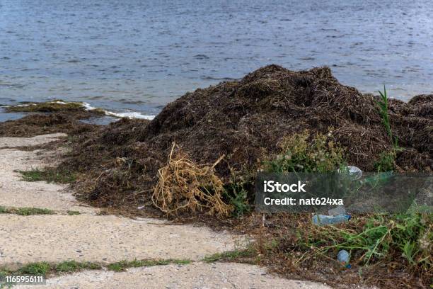 Botol Plastik Dan Sampah Plastik Tergeletak Di Pantai Yang Dikelilingi