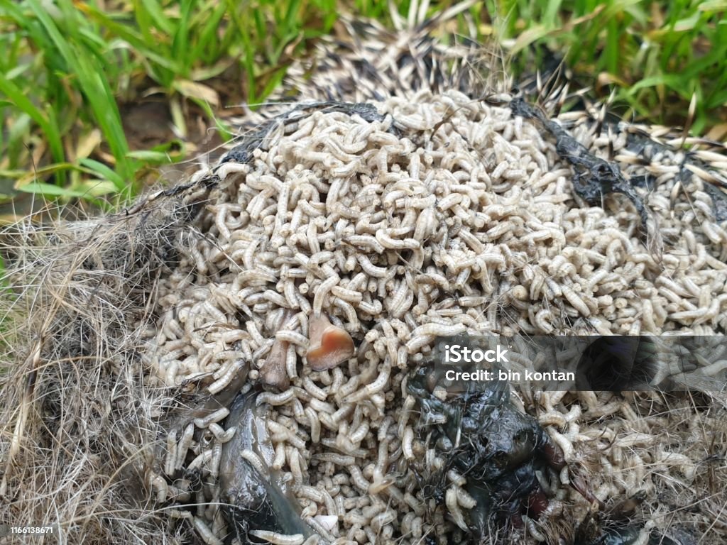 Larvas En Los Restos En Descomposición De Un Erizo Los Gusanos Se Comen ... Larvas En Los Restos En Descomposición De Un Erizo Los Gusanos Se Comen ...