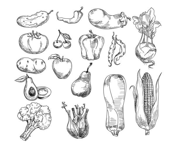 770+ Corn Cob Drawings Stock Photos, Pictures & Royalty-Free Images ... 770+ Corn Cob Drawings Stock Photos, Pictures & Royalty-Free Images ...