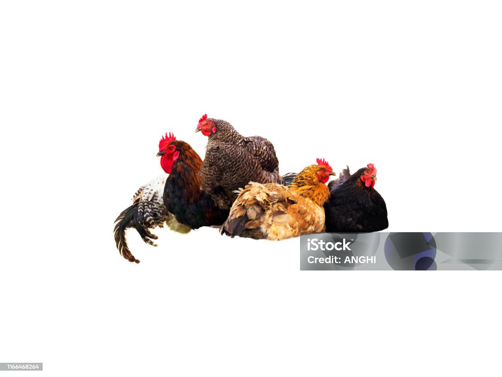 Kip Familie Rust Haan En Kippen Geïsoleerd Op Witte Achtergrond ... Kip Familie Rust Haan En Kippen Geïsoleerd Op Witte Achtergrond ...