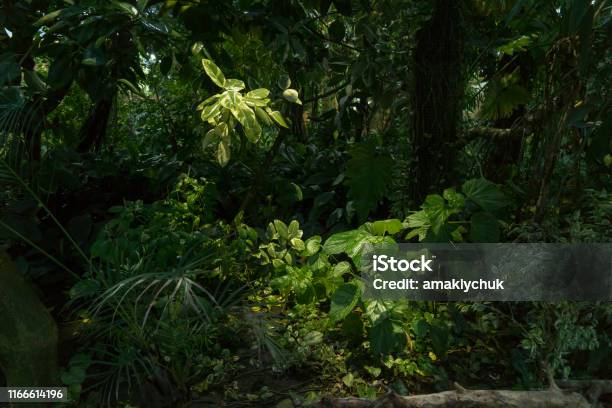 Tropis Hutan Tanaman Hijau Yang Indah Tumbuh Dedaunan Horisontal