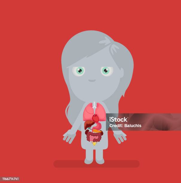 Ilustrasi Vektor Anatomi Tubuh Manusia Ilustrasi Stok Unduh Gambar