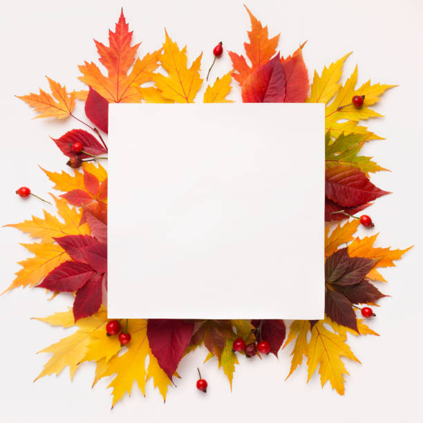 Leaf Frame Pictures | Download Free Images on Unsplash