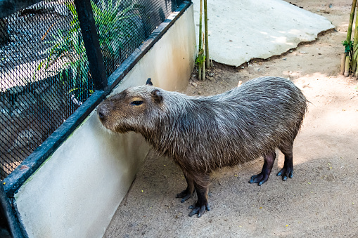 Capibara De Capibara Hydrochoerus Hydrochaeris Grootste Knaagdier Ter ... Capibara De Capibara Hydrochoerus Hydrochaeris Grootste Knaagdier Ter ...