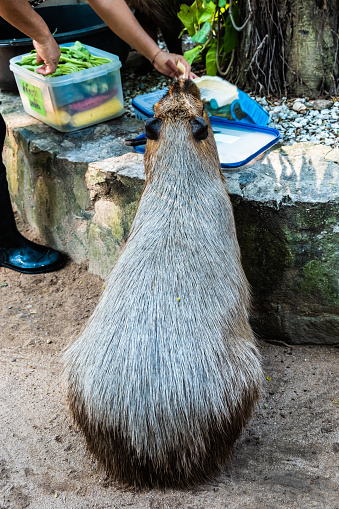 Capibara De Capibara Hydrochoerus Hydrochaeris Grootste Knaagdier Ter ... Capibara De Capibara Hydrochoerus Hydrochaeris Grootste Knaagdier Ter ...