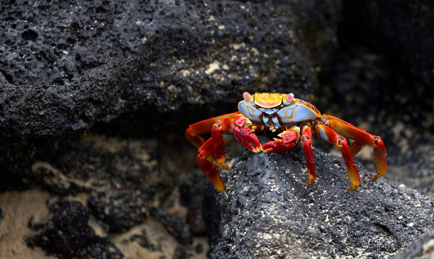 Sea Crab Pictures | Download Free Images on Unsplash