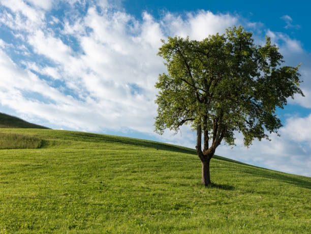 Free Stock Photo of Tree Growing on Side of Hill | Download Free Images ...