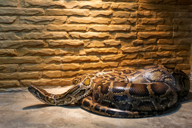 Big Snake Pictures | Download Free Images on Unsplash
