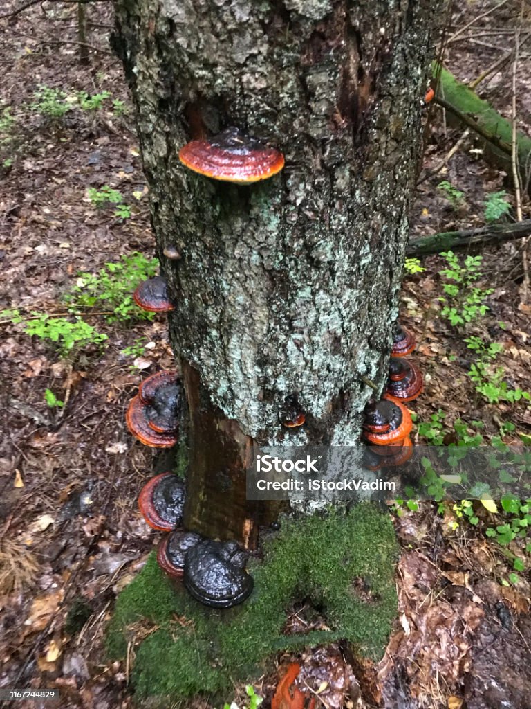 Jamur Pohon Tumbuh Di Batang Pohon Mati Di Antara Lumut Hijau Basah ... Jamur Pohon Tumbuh Di Batang Pohon Mati Di Antara Lumut Hijau Basah ...