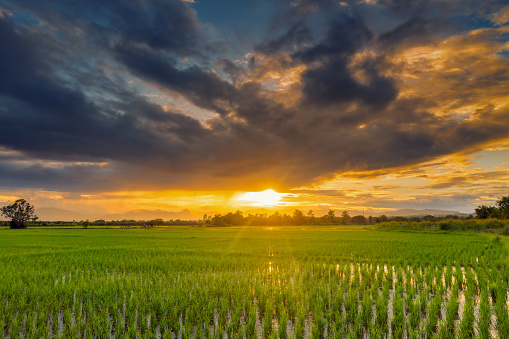 Alam Indah Matahari Terbenam Dan Sawah Latar Belakang Pertanian Foto