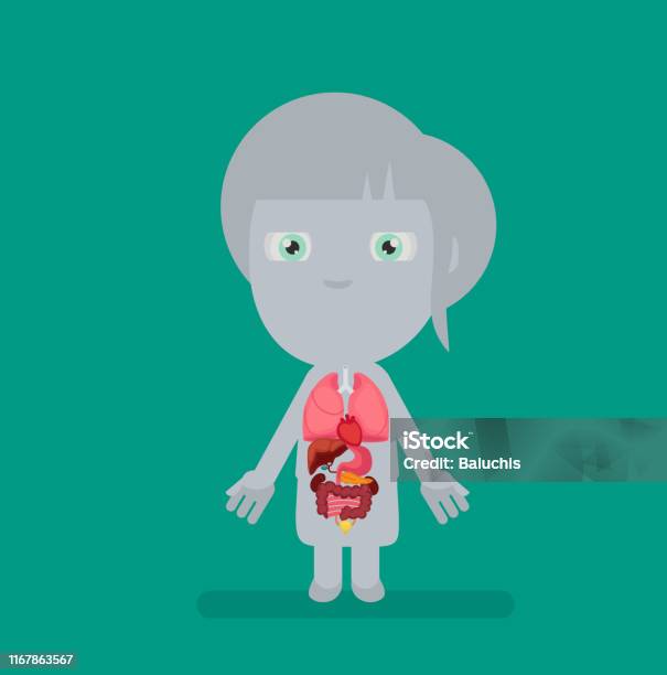Human Body Anatomy Vector Illustration Stock Illustration Download