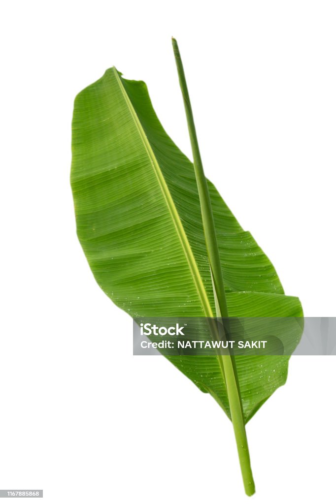 Daun Pisang Terisolasi Di Latar Belakang Putih Foto Stok Unduh Gambar