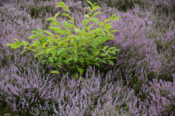 Reserve Heather Read - Free photo on Pixabay