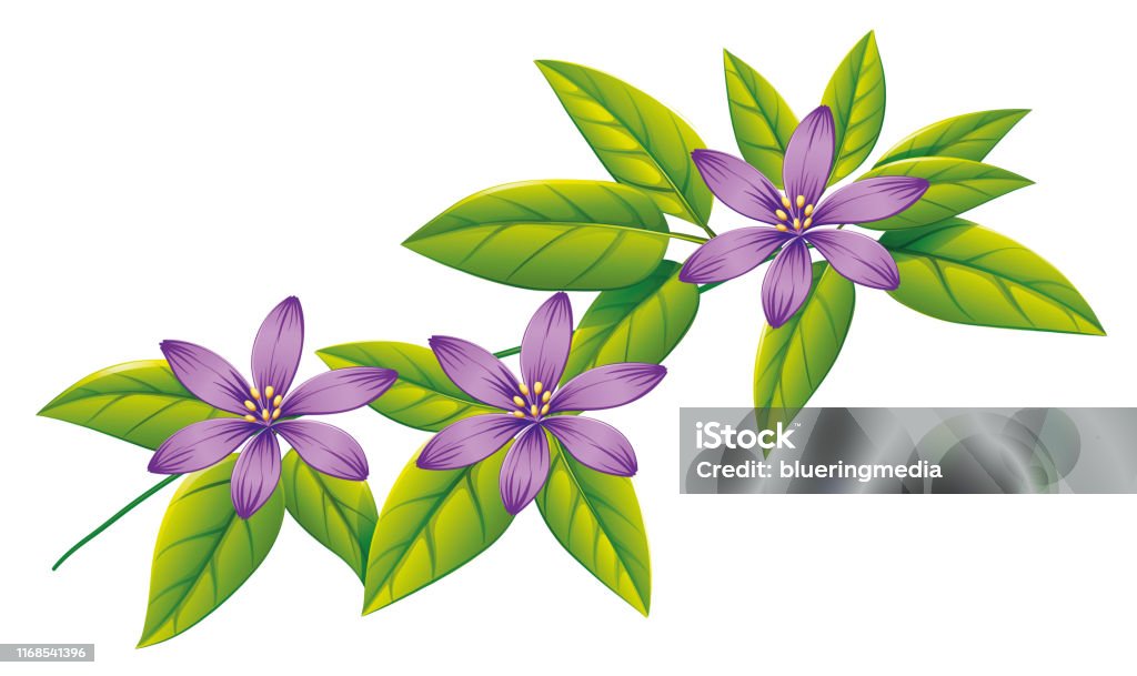 緑の葉に紫色の花 イラストレーションのベクターアート素材や画像を多数ご用意 イラストレーション カラフル ガーデニング Istock