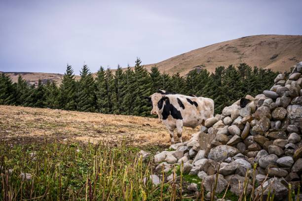 140+ Milking Cows New Zealand Stock Photos, Pictures & Royalty-Free ... 140+ Milking Cows New Zealand Stock Photos, Pictures & Royalty-Free ...