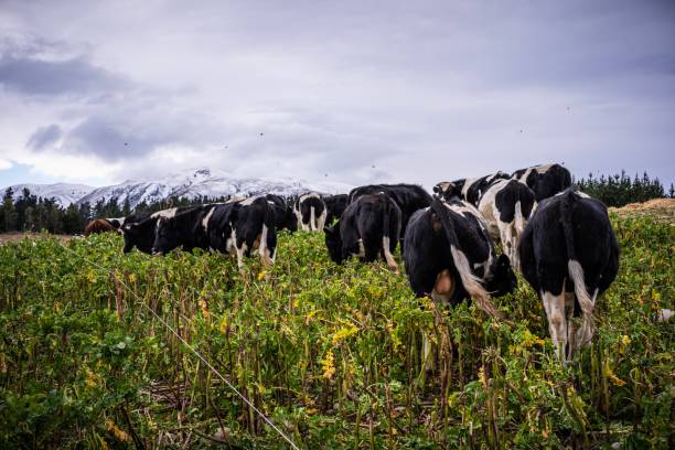 130+ Milking Cows New Zealand Stock Photos, Pictures & Royalty-Free ... 130+ Milking Cows New Zealand Stock Photos, Pictures & Royalty-Free ...