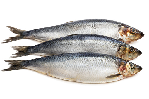Set Ikan Haring Segar Terisolasi Di Atas Putih Foto Stok Unduh Gambar